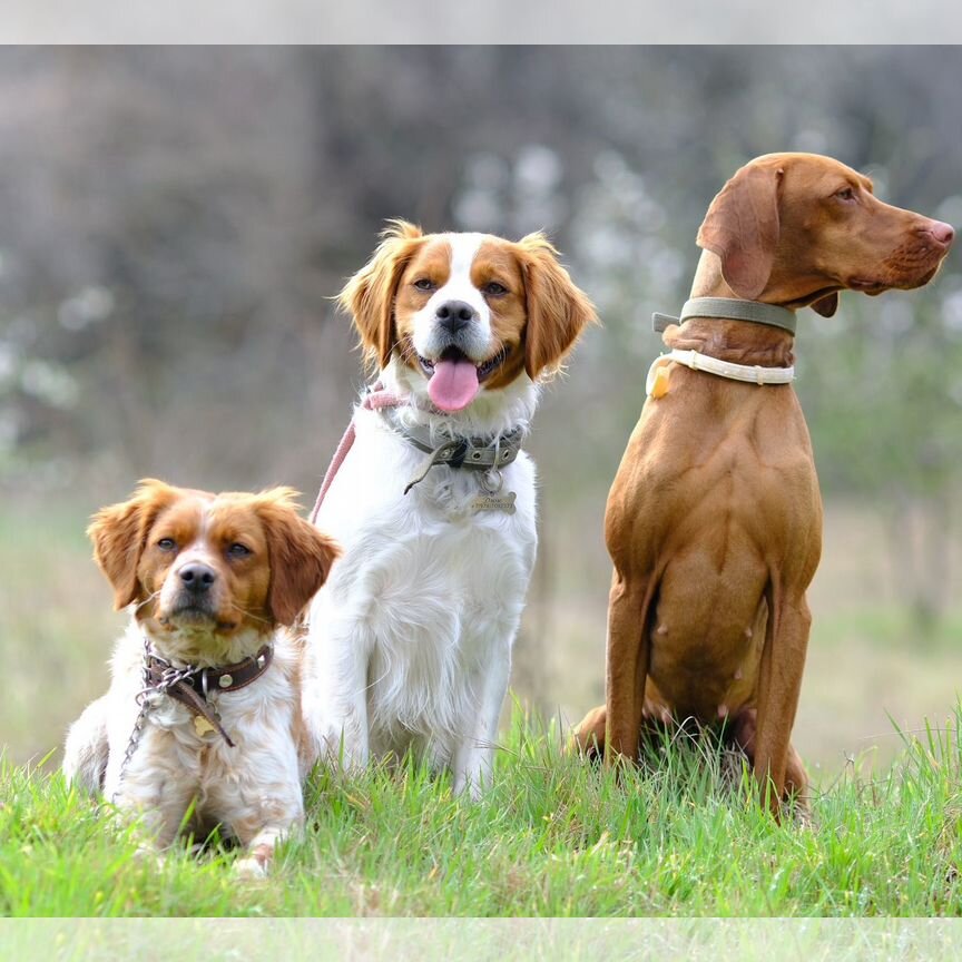 Бретонский эпаньоль
