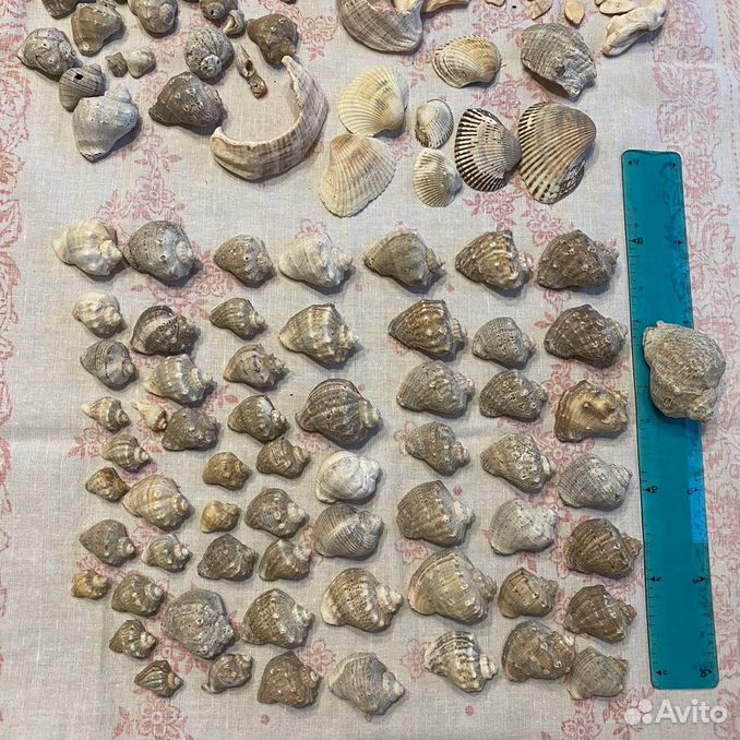 Ракушки рапаны лотом более 70 штук