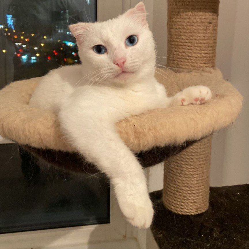 Взрослая кошка в добрые руки