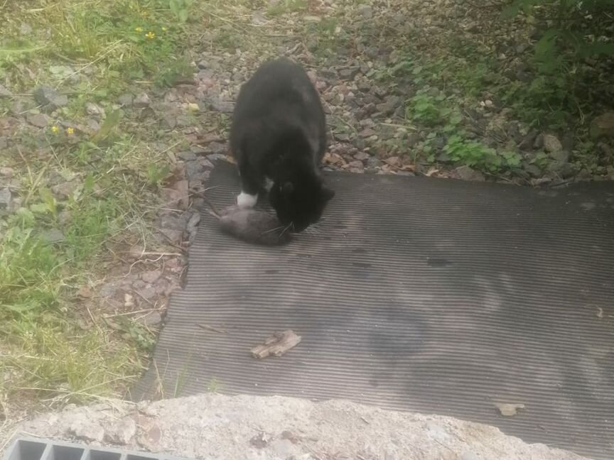 Котята