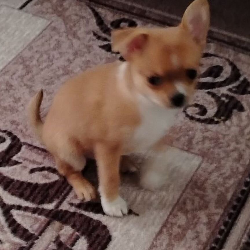 Чихуахуа, щенок