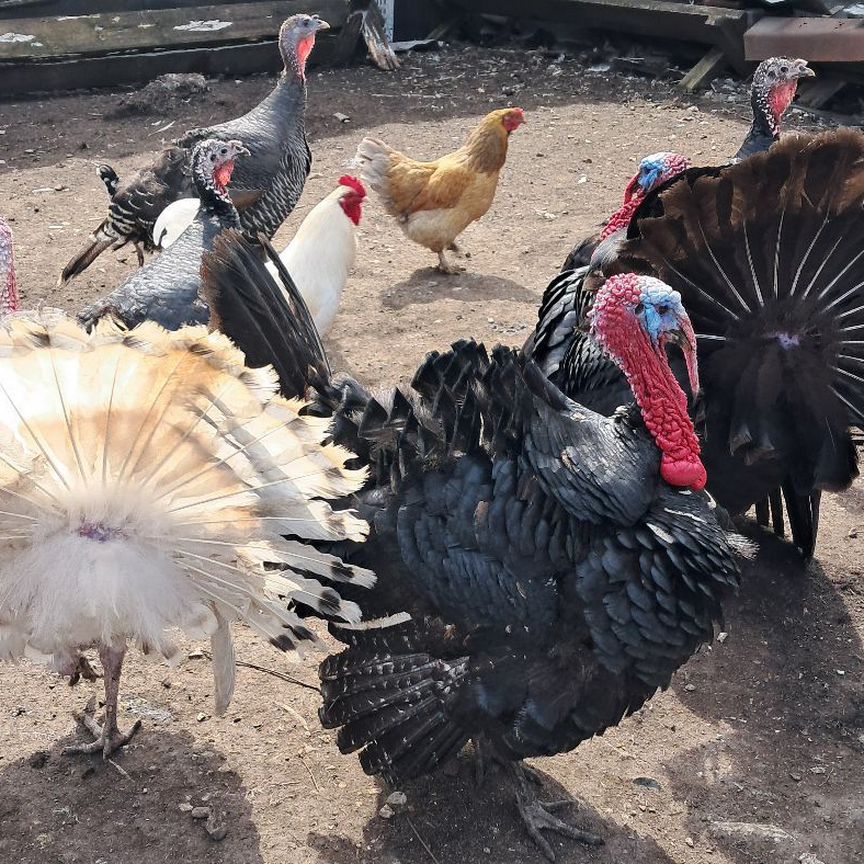 Индюки домашние