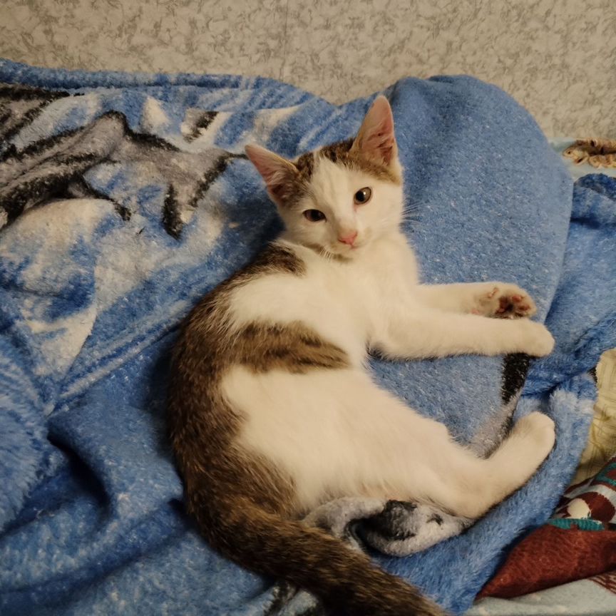 Отдам в добрые руки котёнка