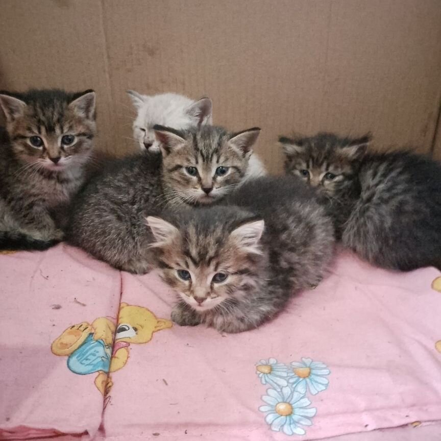 Котёнок в добрые руки