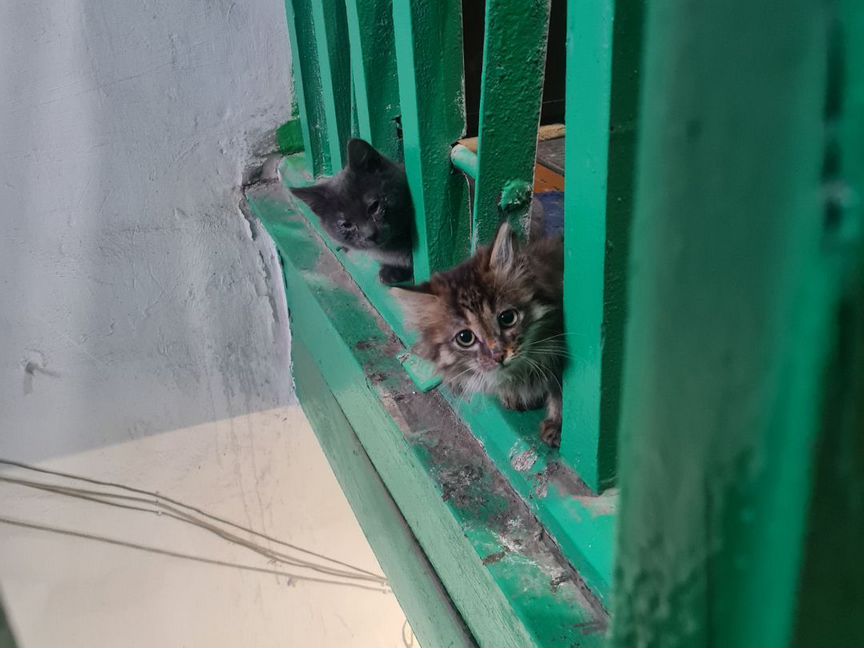 Котята в добрые руки