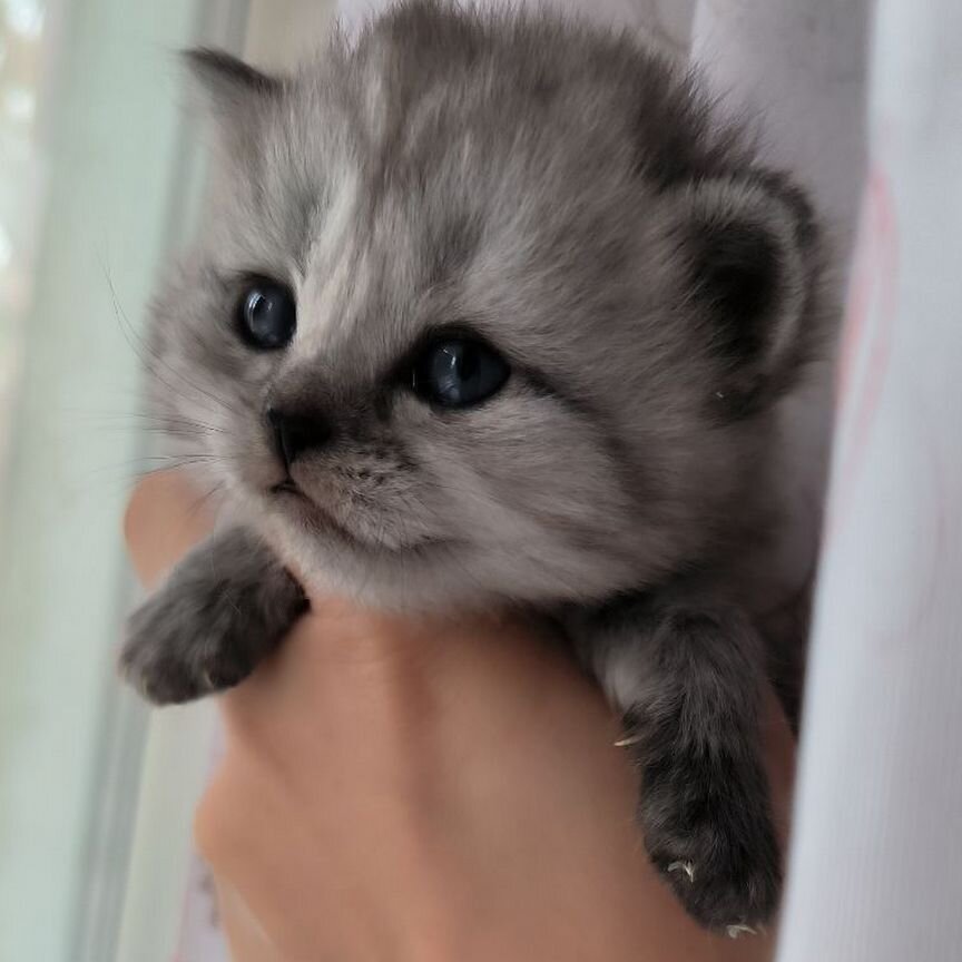 Сибирские котята