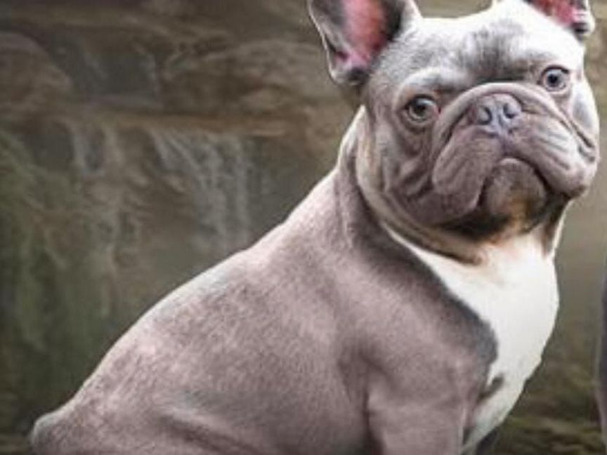 Французские пупсики