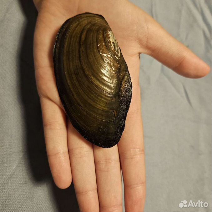 Речная ракушка