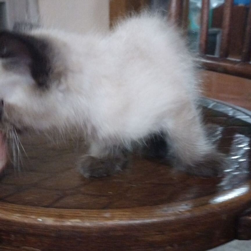 Полусеамский котенок
