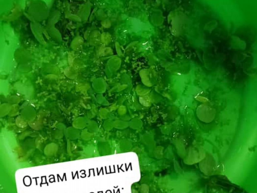 Водоросли для аквариума