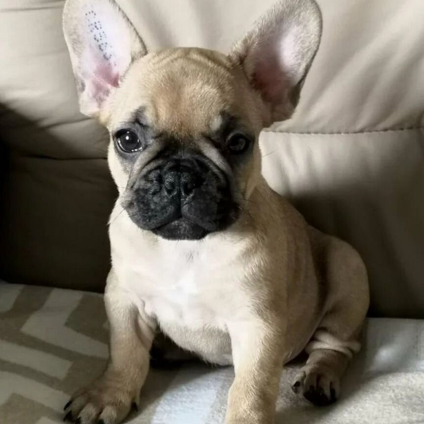 Французский бульдог