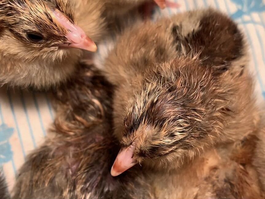 Кученские цыплята