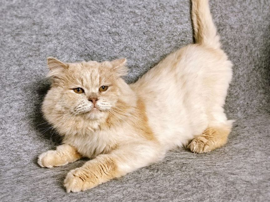 Персидский кот в добрые руки