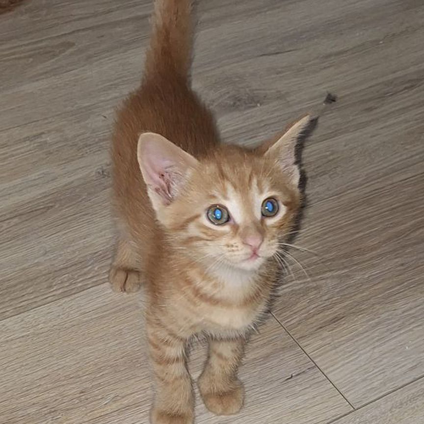Рыжий котенок мальчик