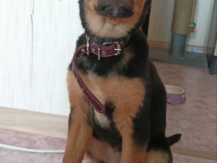 Собака в добрые руки отдам бесплатно