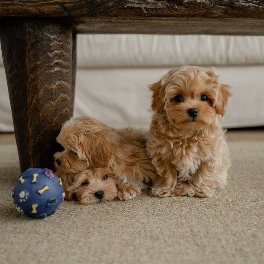 Лучшие мальтипу mini