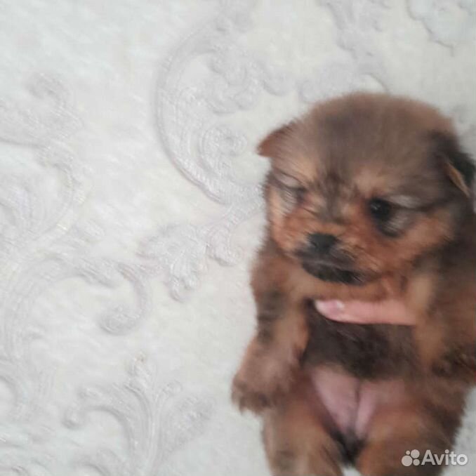 Щенки от двух породистых собак