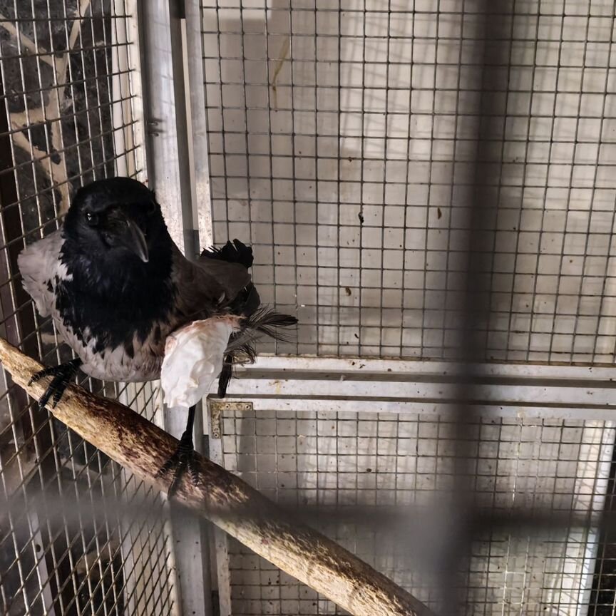 Приют для птиц в Москве