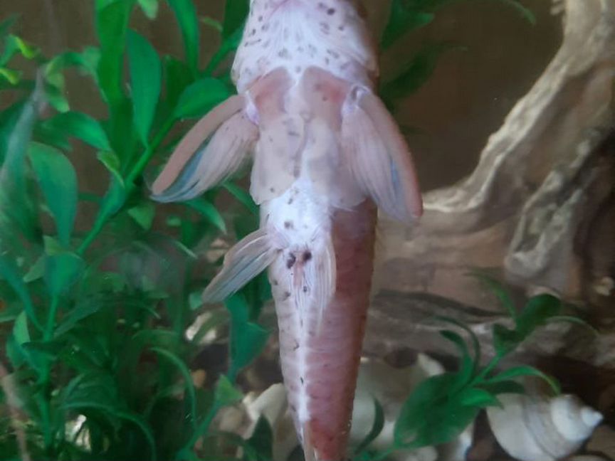 Аквариум 170л