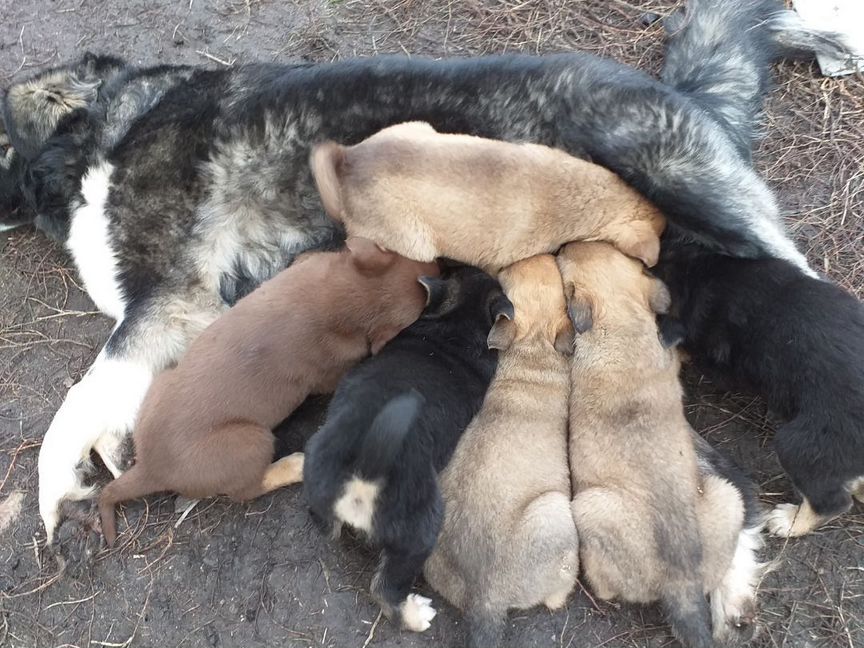 Щенки в добрые руки, бесплатно