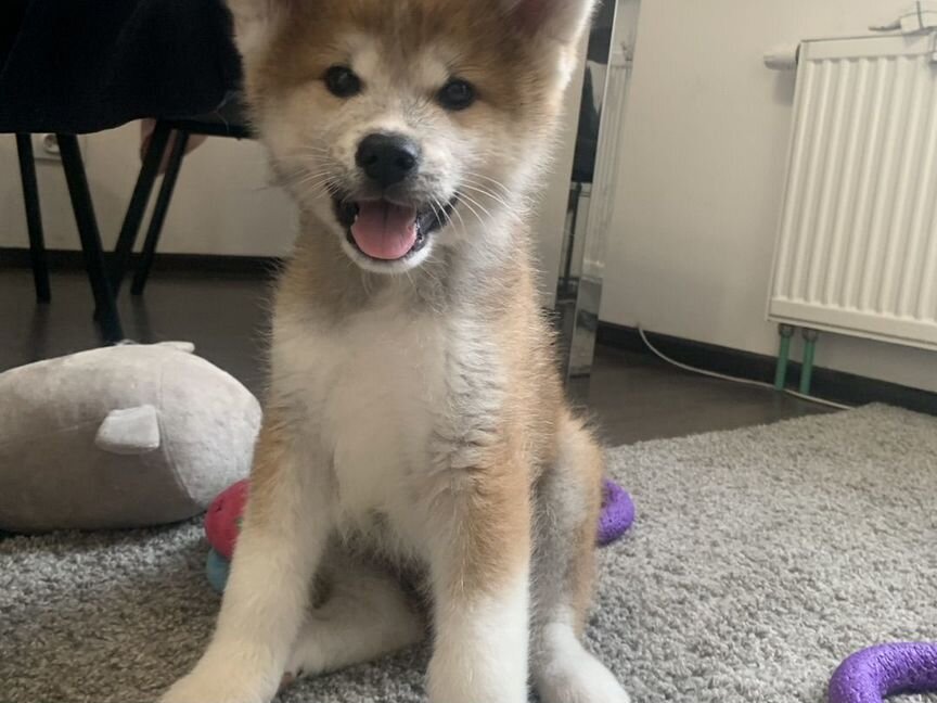 Акита щенки, Хатико, Акита-ину