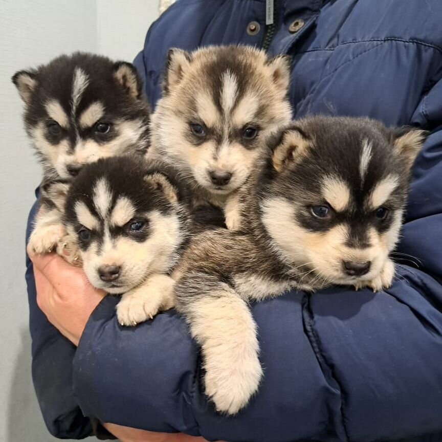 Сибирский хаски