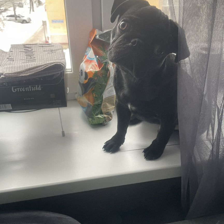 Щенки мопса