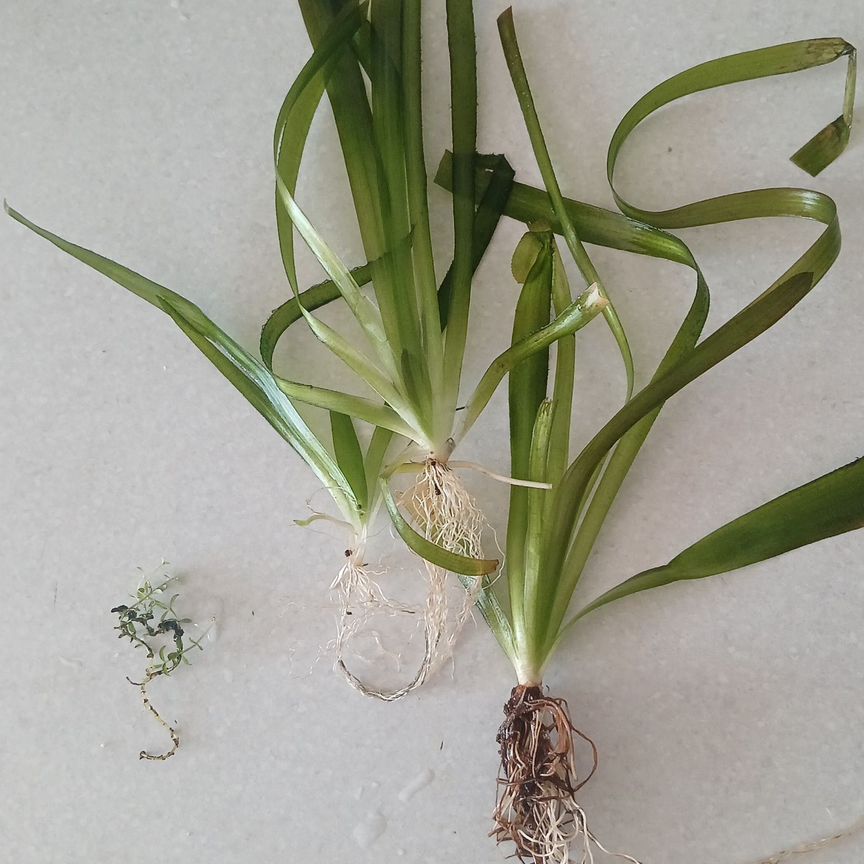 Аквариумное растение