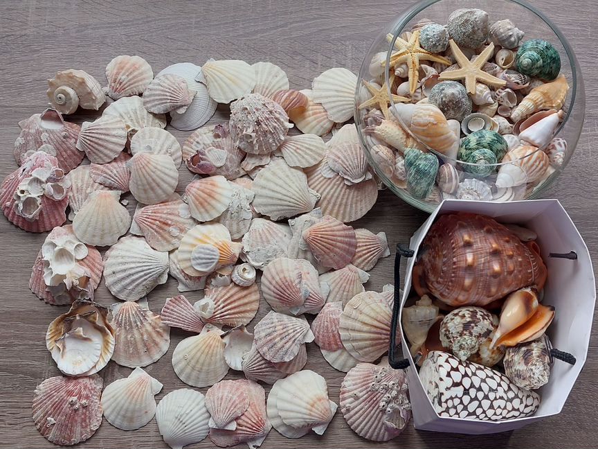 Ракушки, камешки морские