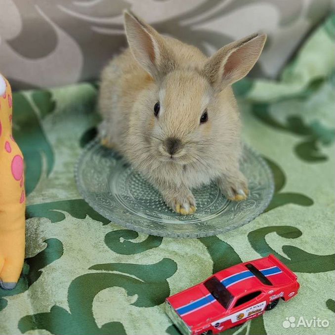 Декоративные кролики мини