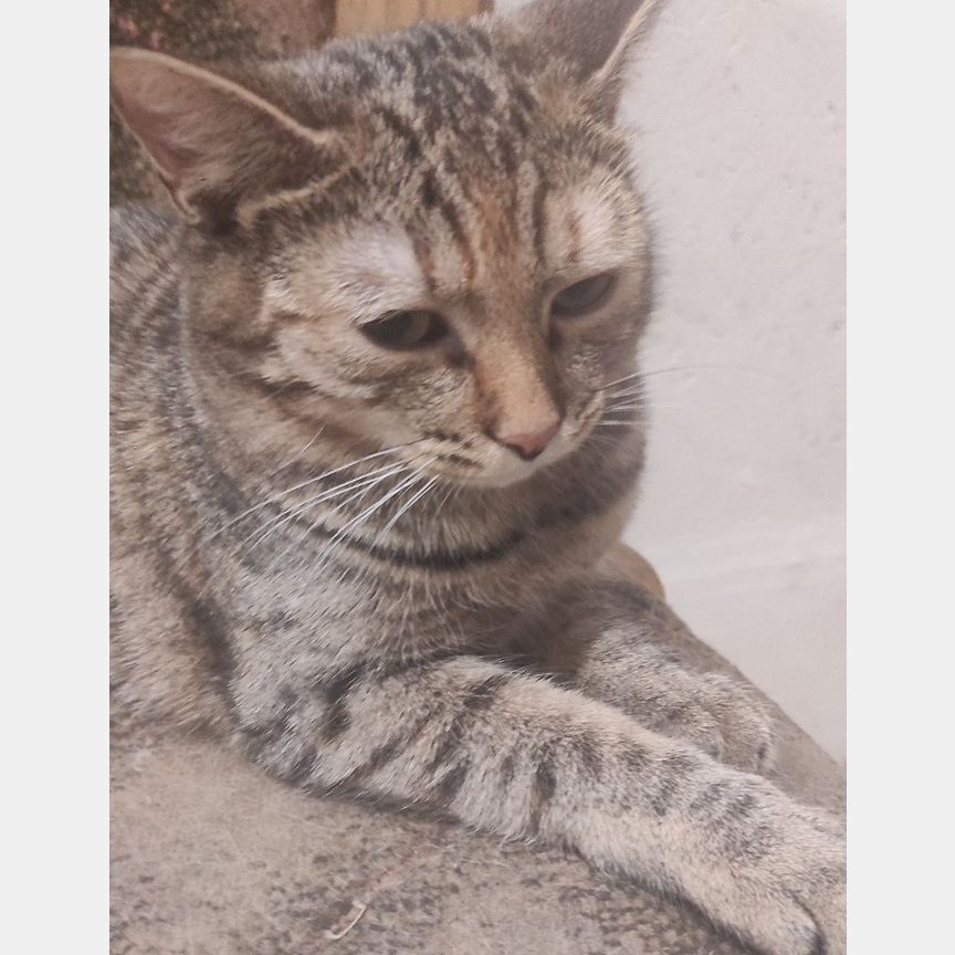 Отдам красивую Кошечку в добрые руки.бесплатно