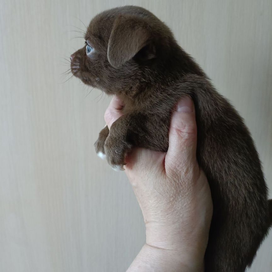 Чихуахуа, щенок