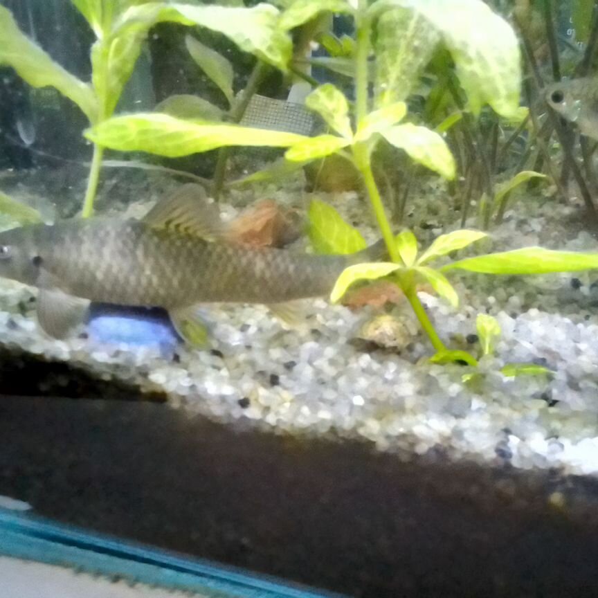 Гарра Руфа аквариумная рыбка