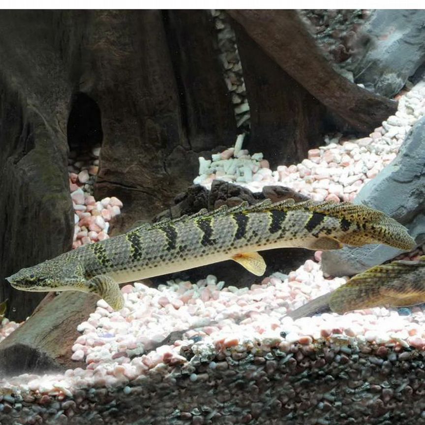 Полиптерус дельгези