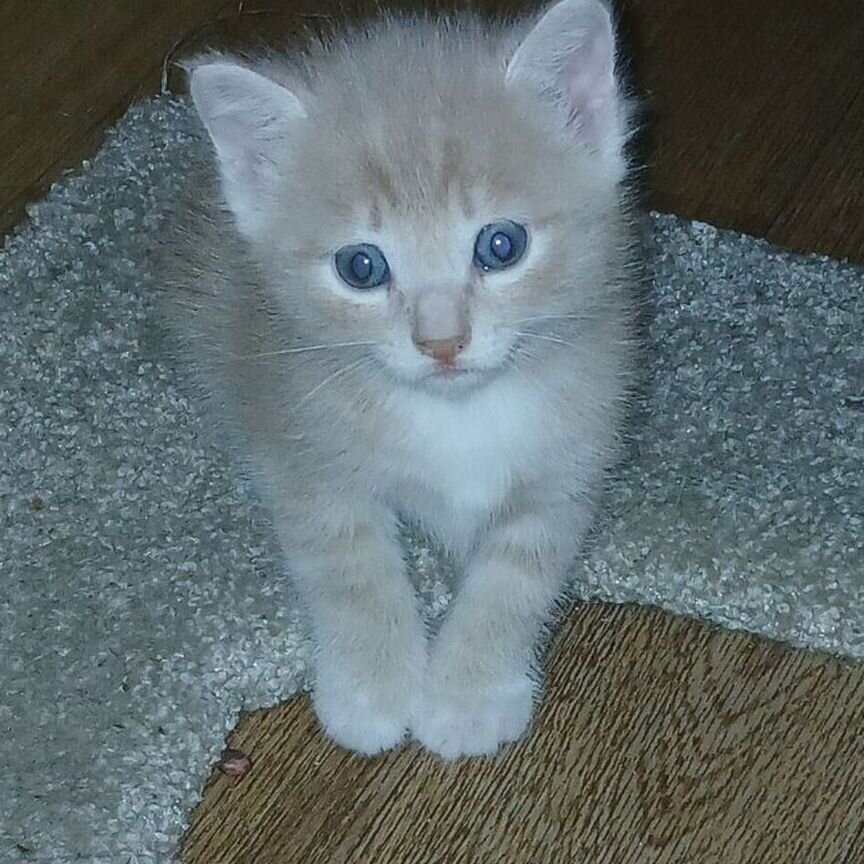 Котята в добрые руки 1 месяц