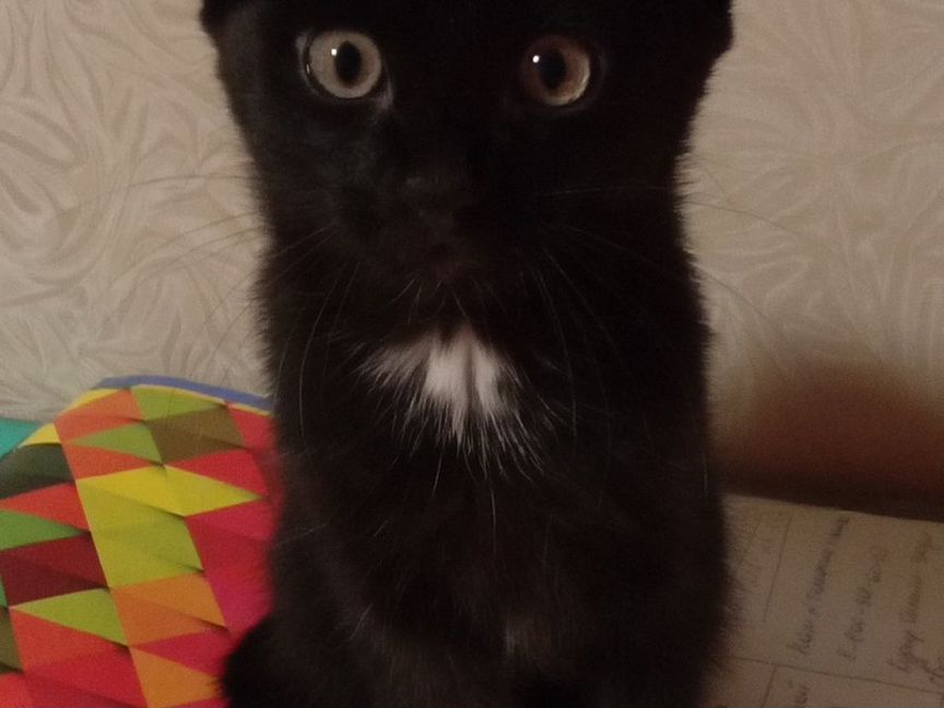 Котенок в добрые рукм