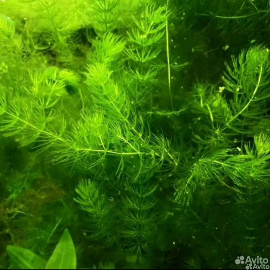 Роголистник для аквариума