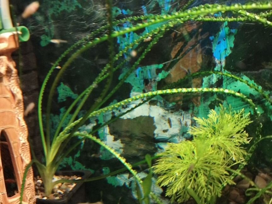 Украшение для аквариума