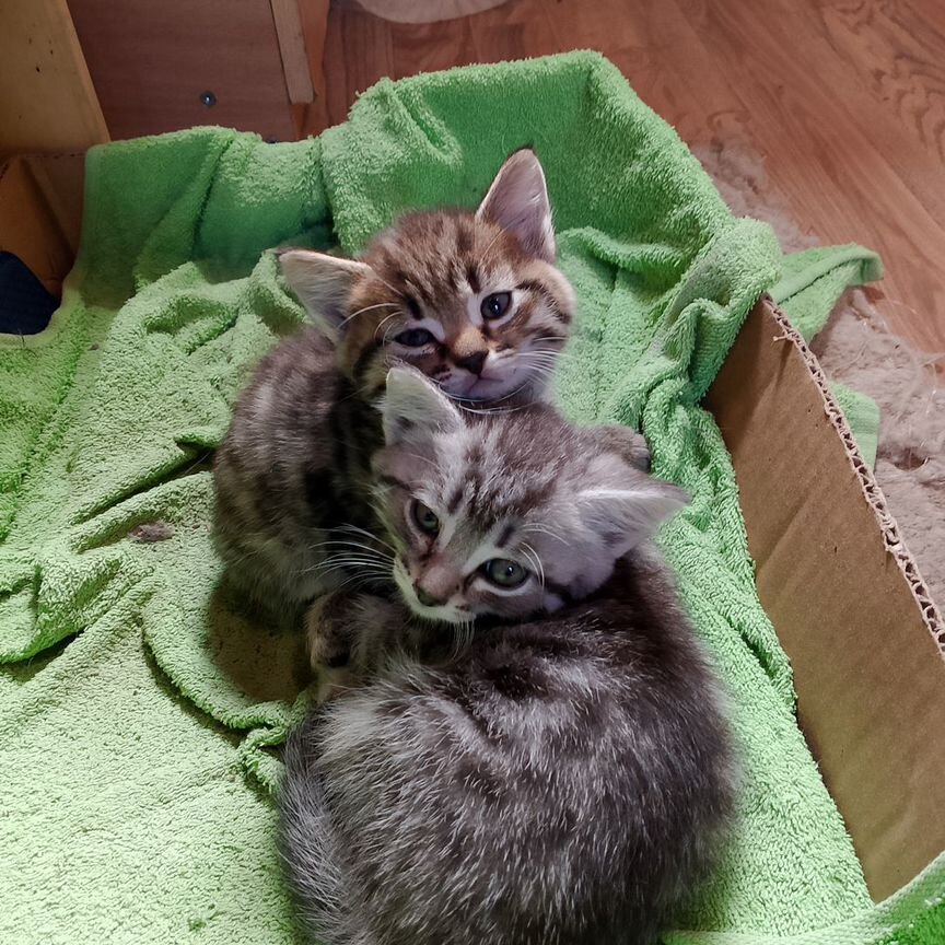 Котята в добрые руки бесплатно 3 кота и кошка