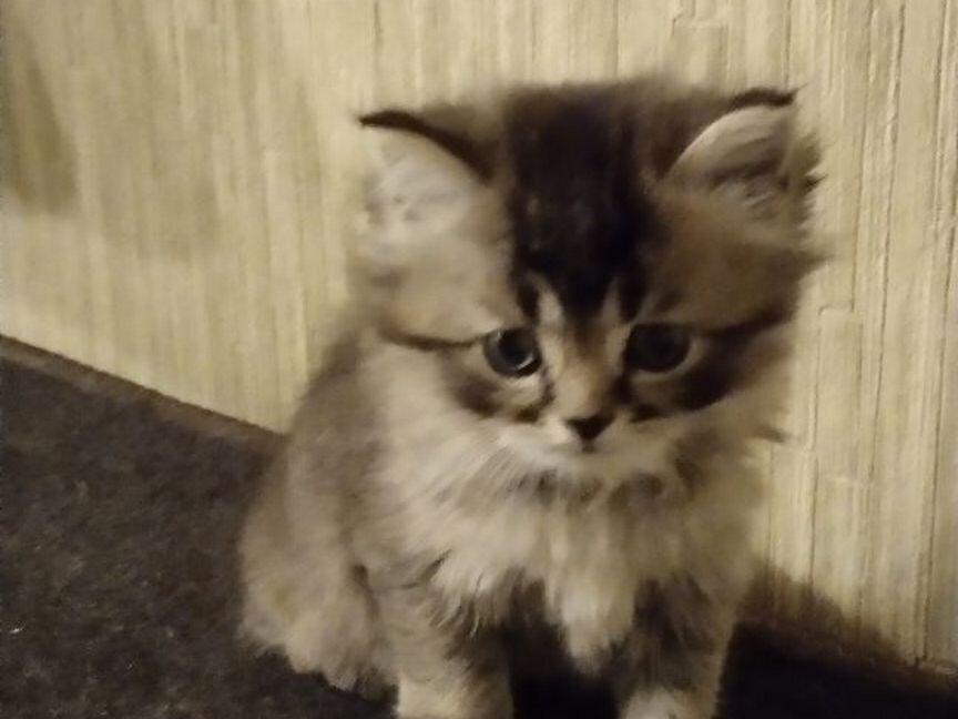 Котенок сибирский