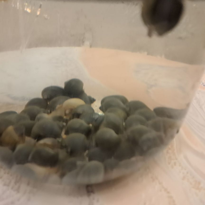 Улитки ампулярии