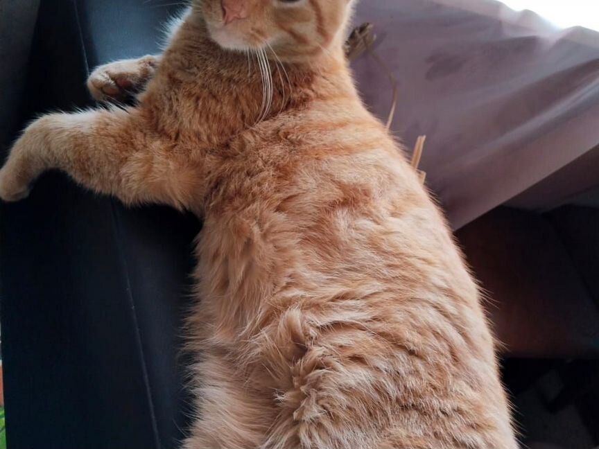 Котик Симбо