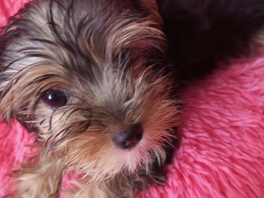 Йоркширский терьер щенки стандарт