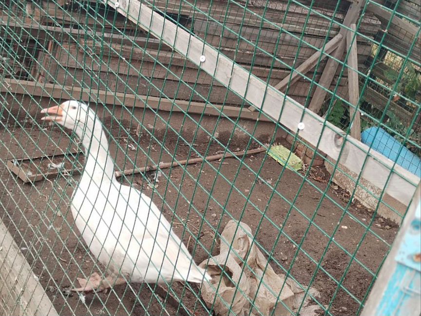 Домашние животные племя гусь 5 утка 4 кури 7 шт