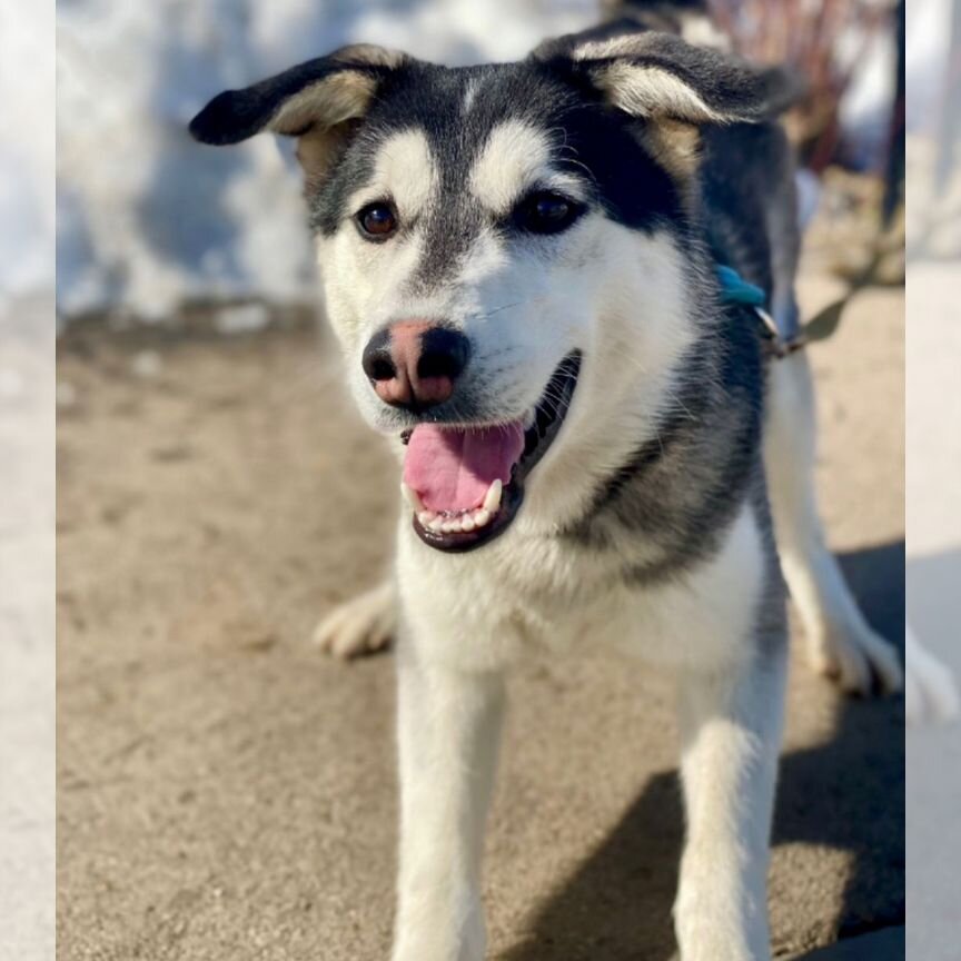 Взрослый пёс в добрые руки