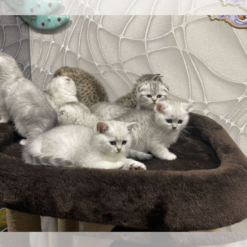 Шотландские котята