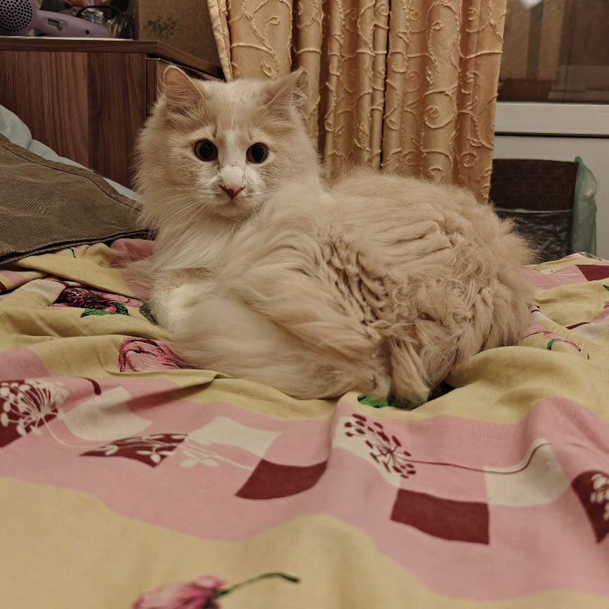 Взрослая кошка в добрые руки