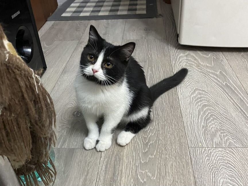 Персидская кошка