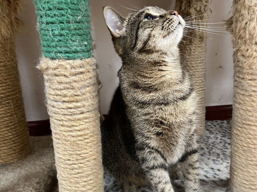 Кошка добрая игривая полосатая