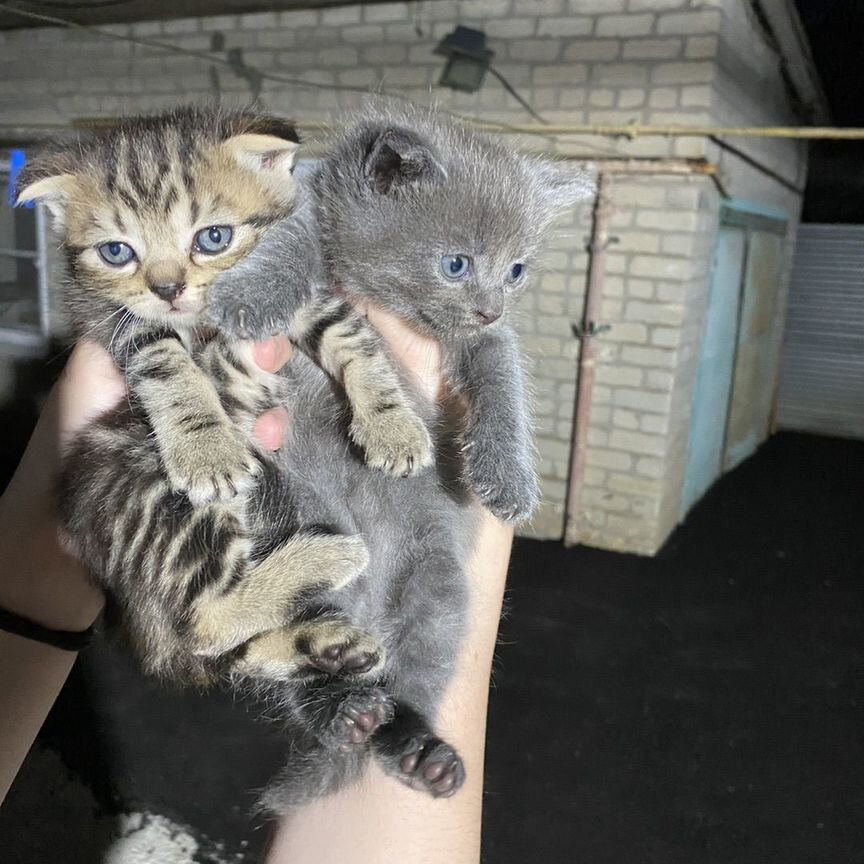 Котята британской кошки